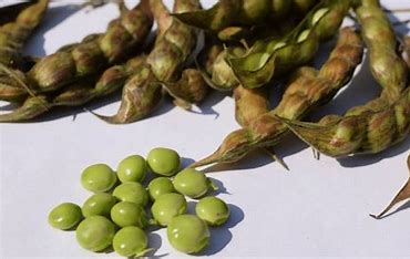RECEITA DE FEIJÃO GUANDU – ANDU -GUANDO – Julio Cesar Leal